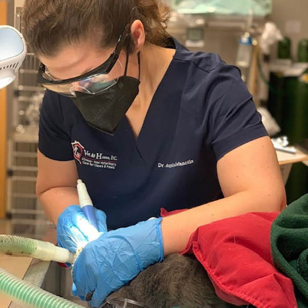 Dentistry - Vet at Home