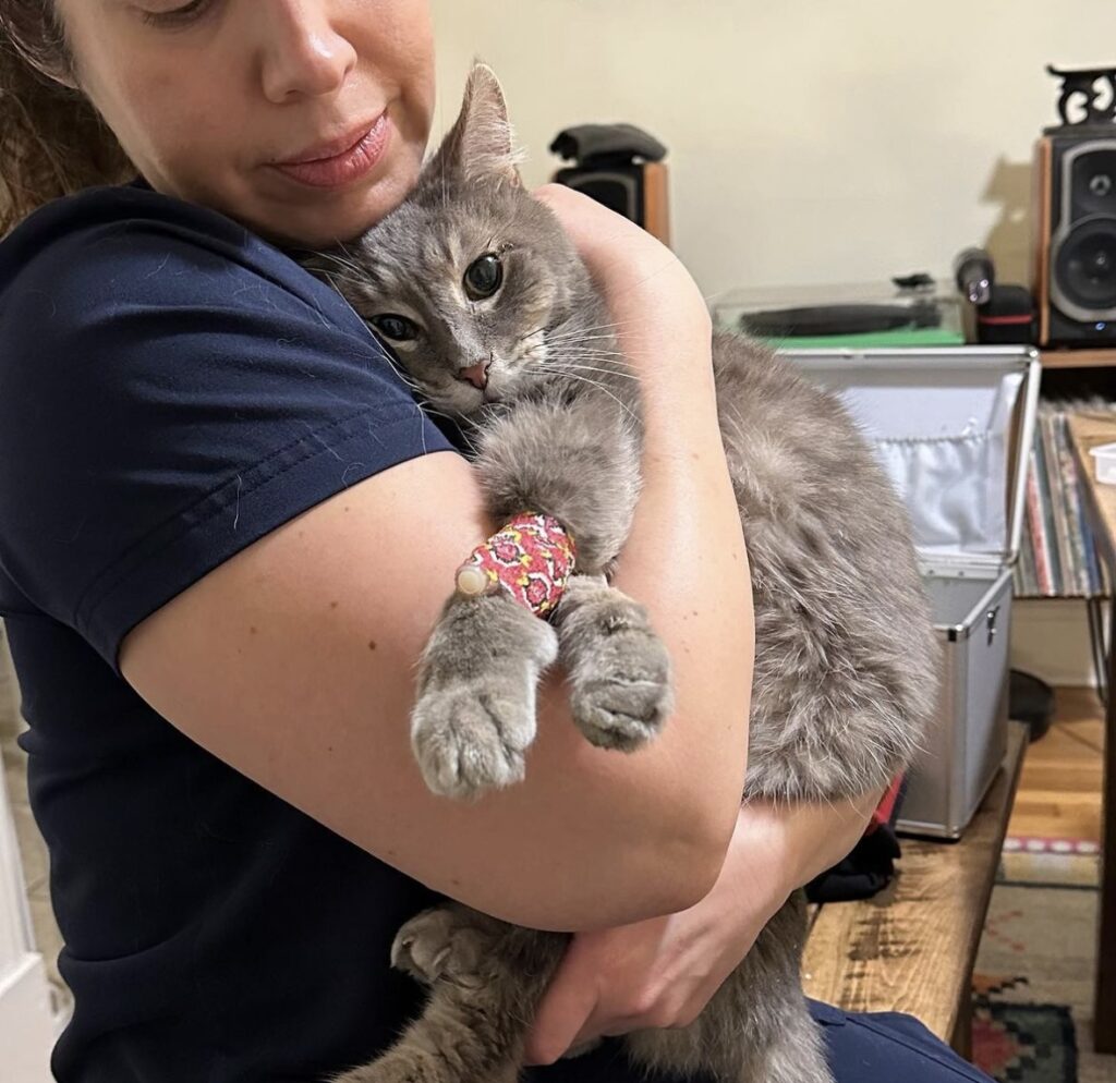 Patient Photos - Vet at Home