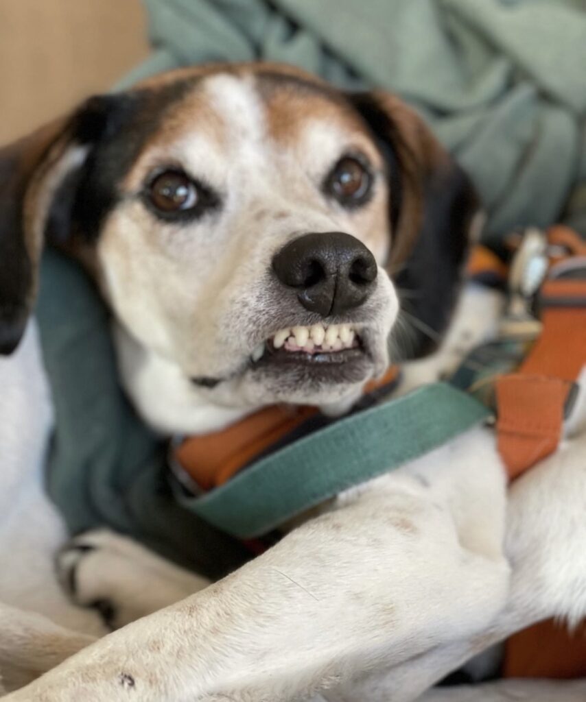 Patient Photos - Vet at Home